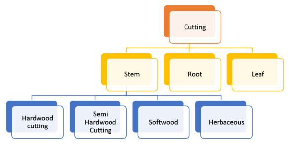 Propagation Method- Cutting - Horticulture Guruji