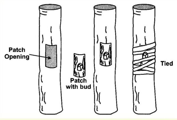 Propagation Method - Budding - Horticulture Guruji