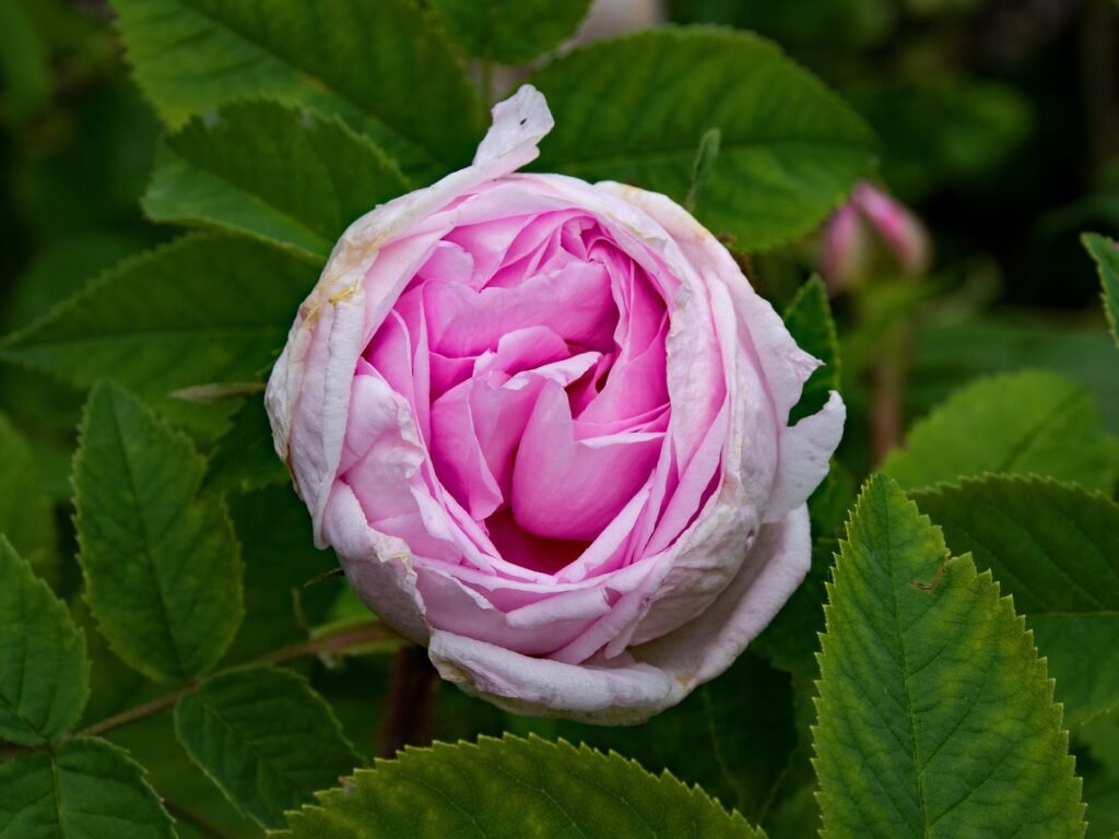 Introduction to Rose - Horticulture Guruji