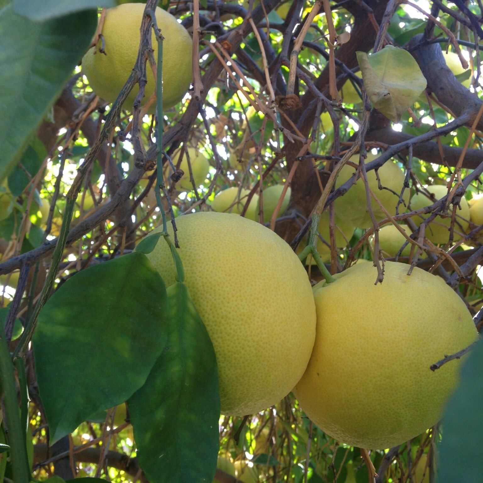 Production Technology of Grapefruit - Horticulture Guruji