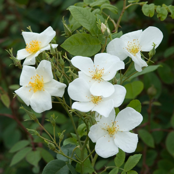 Introduction to Rose - Horticulture Guruji