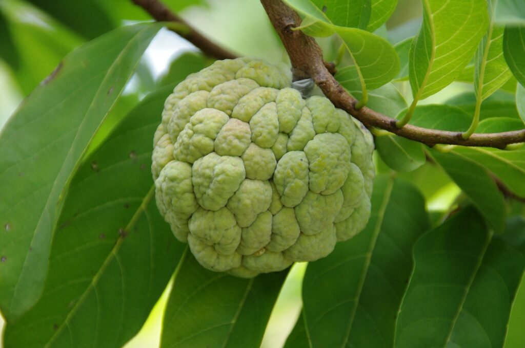 Custard Apple - Horticulture Guruji
