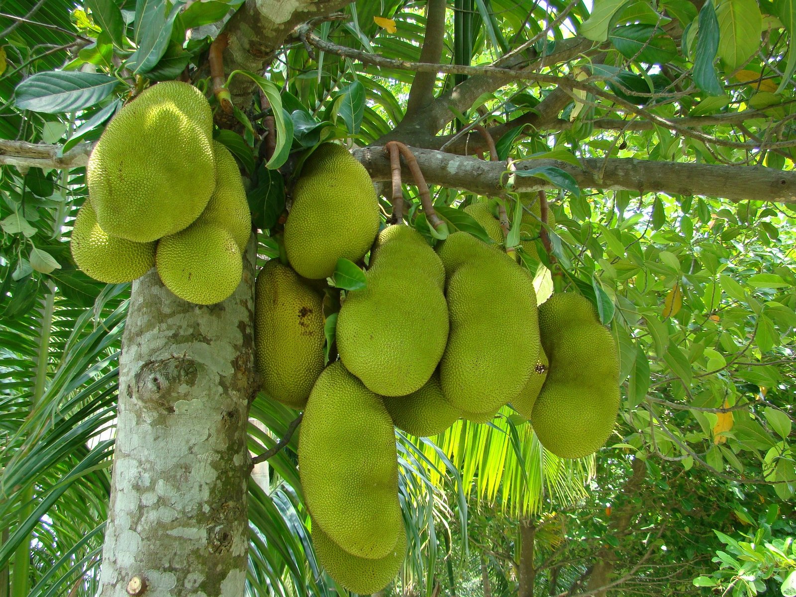Jack fruit - Horticulture Guruji