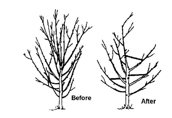 संधाई और छँटाई के सिद्धांत - Horticulture Guruji