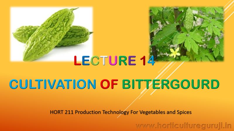 Ridge Gourd & Sponge Gourd PPT - Horticulture Guruji