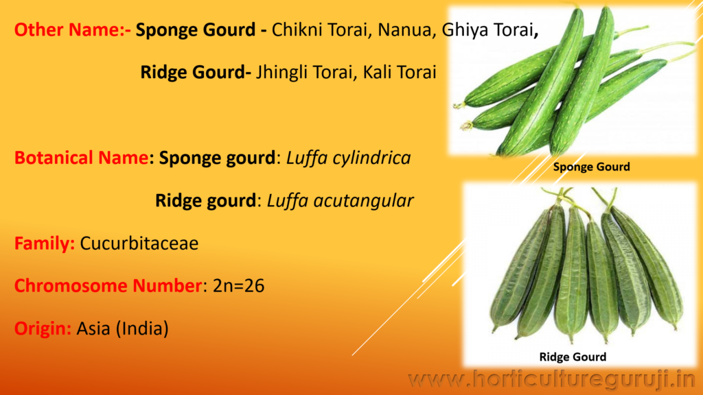 Ridge Gourd & Sponge Gourd PPT - Horticulture Guruji