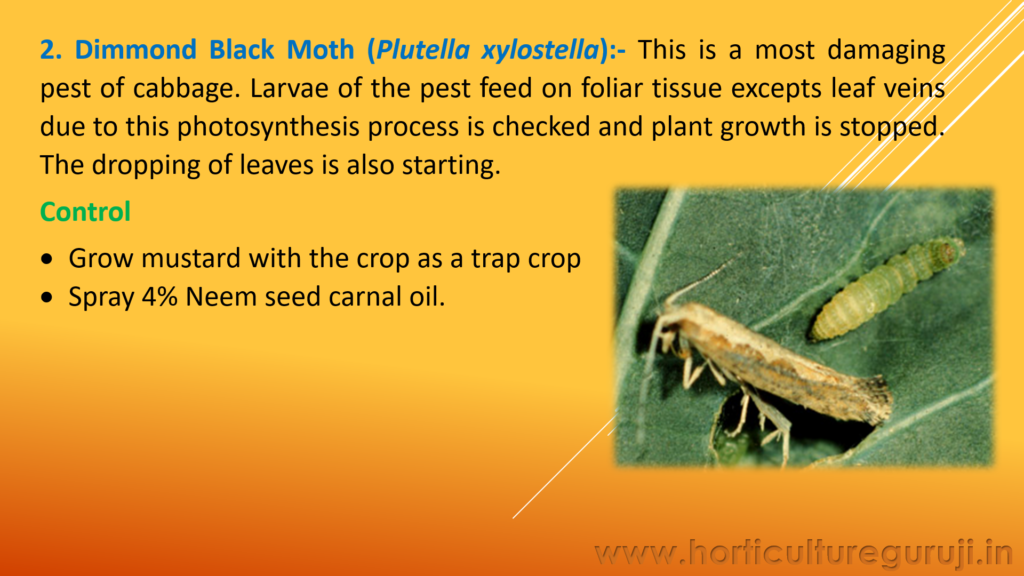 Cabbage PPT - Horticulture Guruji