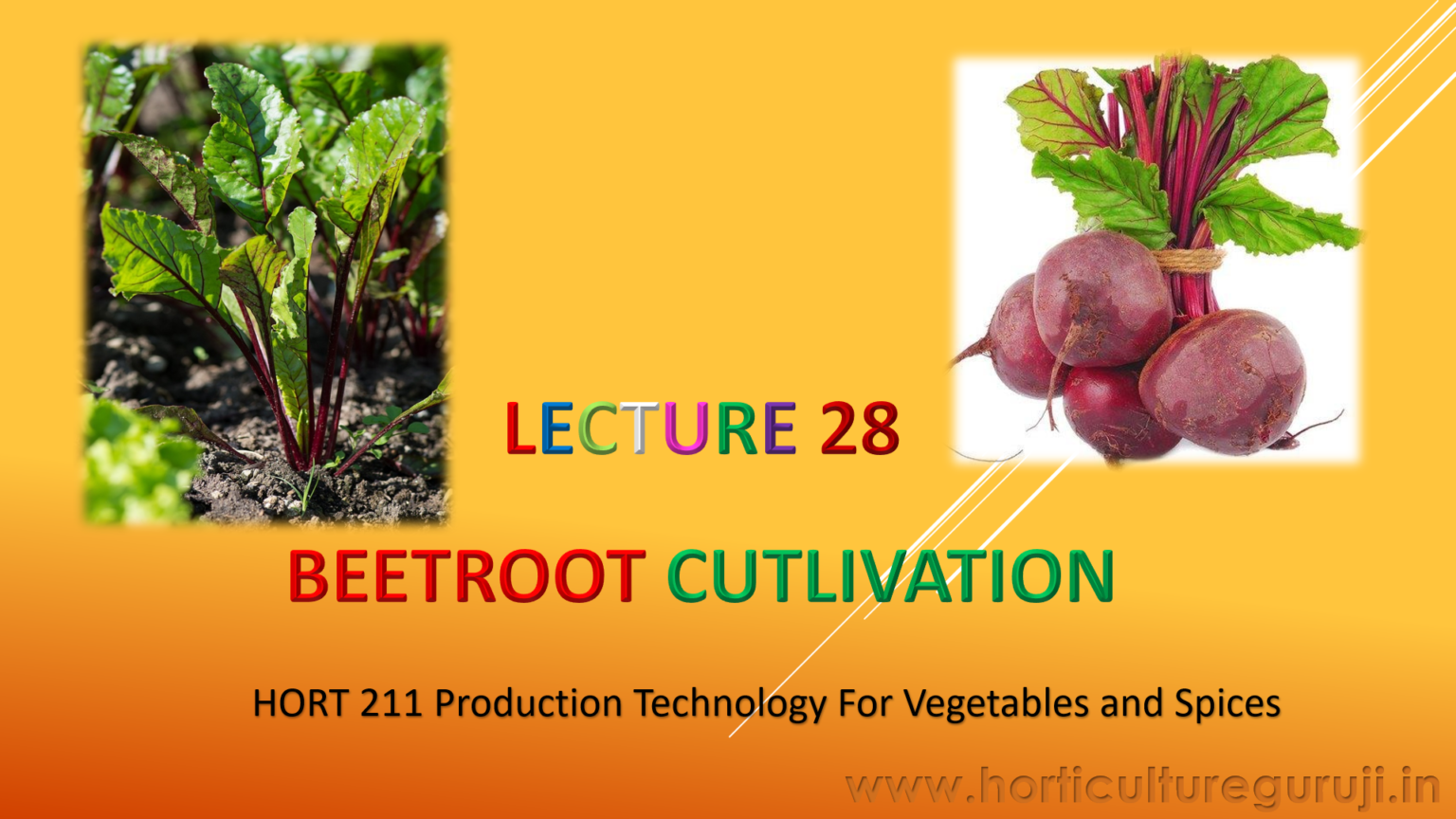 Beet Root PPT - Horticulture Guruji