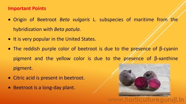 Beet Root PPT - Horticulture Guruji