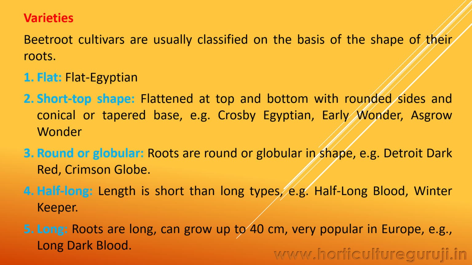 Beet Root PPT - Horticulture Guruji