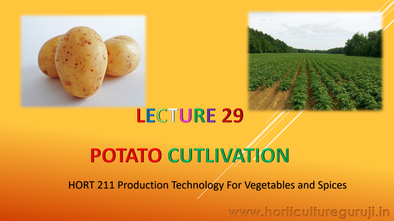 Potato PPT - Horticulture Guruji