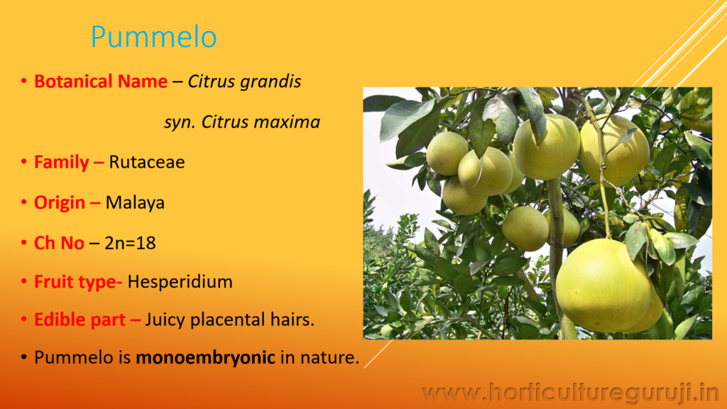 Pummelo Cultivation PPT - Horticulture Guruji