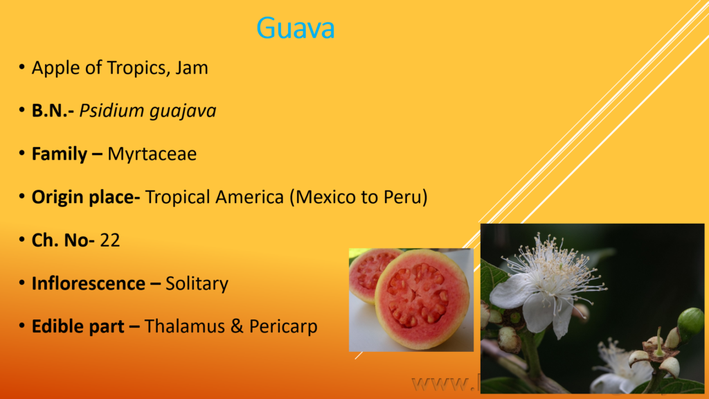 Guava Cultivation PPT - Horticulture Guruji