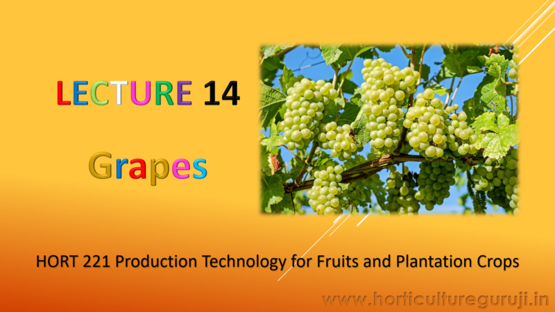Grapes Cultivation PPT - Horticulture Guruji