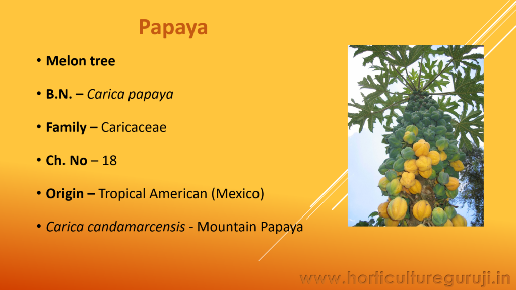 Papaya Cultivation PPT - Horticulture Guruji
