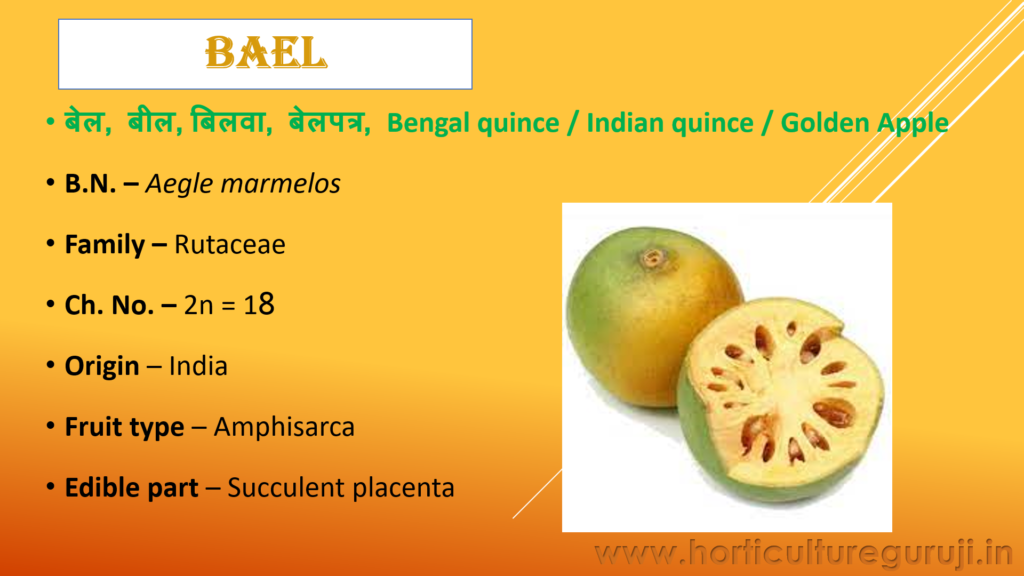 Bael Cultivation PPT - Horticulture Guruji