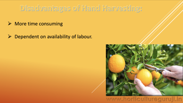 Harvesting and Field Handling PPT - Horticulture Guruji