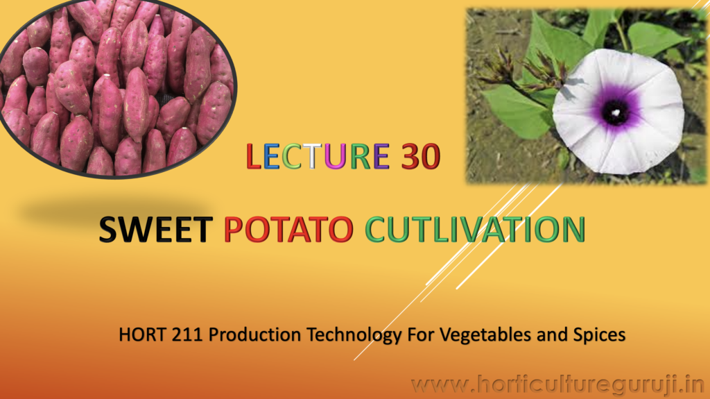 Sweet Potato Cultivation PPT - Horticulture Guruji