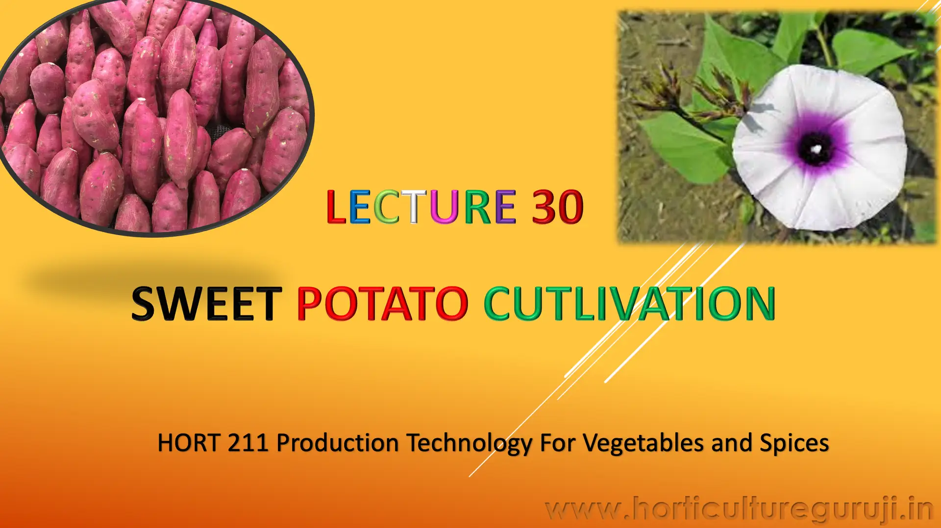 Sweet Potato Cultivation PPT - Horticulture Guruji